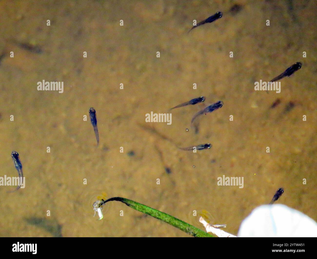 Rivulines, Killifishes, and Livebearers (Cyprinodontiformes Stock Photo ...