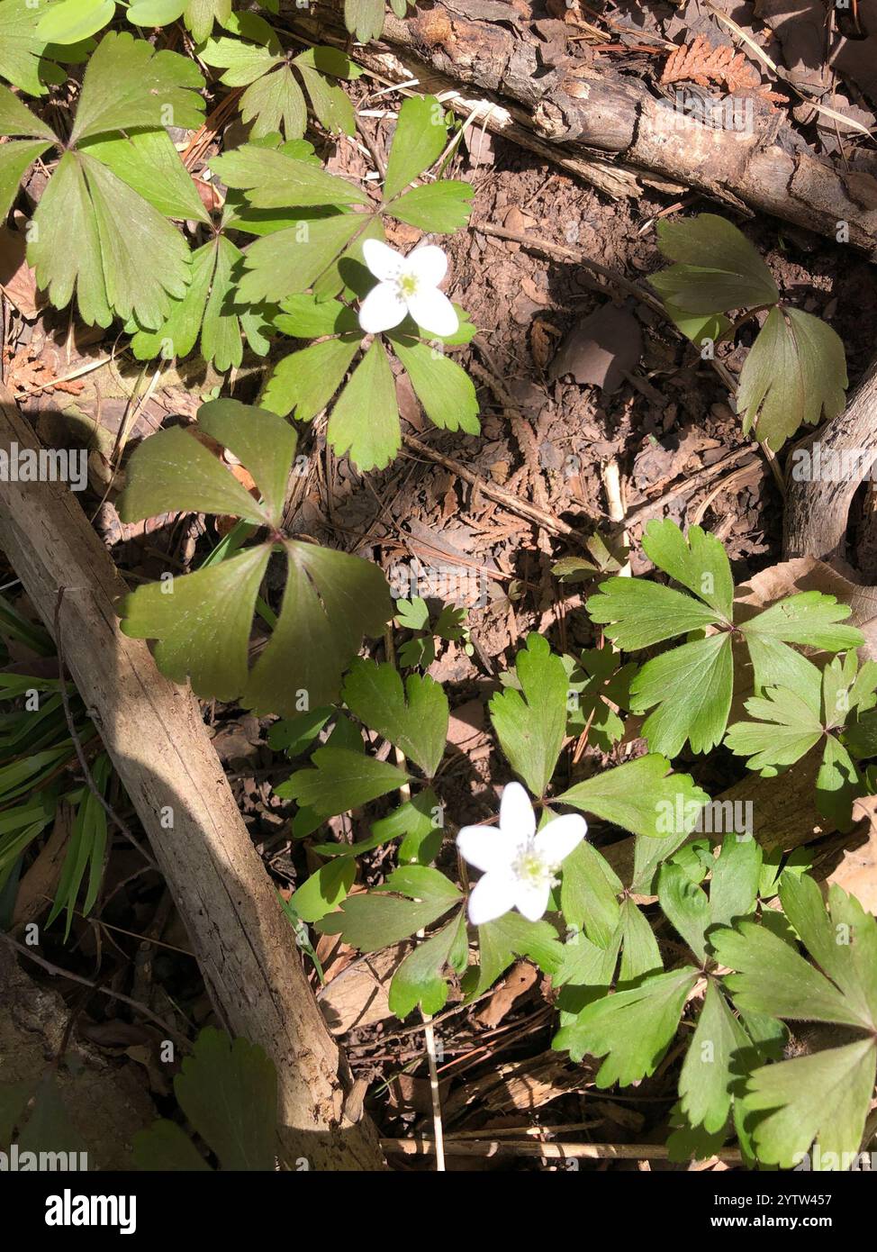 wood anemone (Anemonoides quinquefolia Stock Photo - Alamy