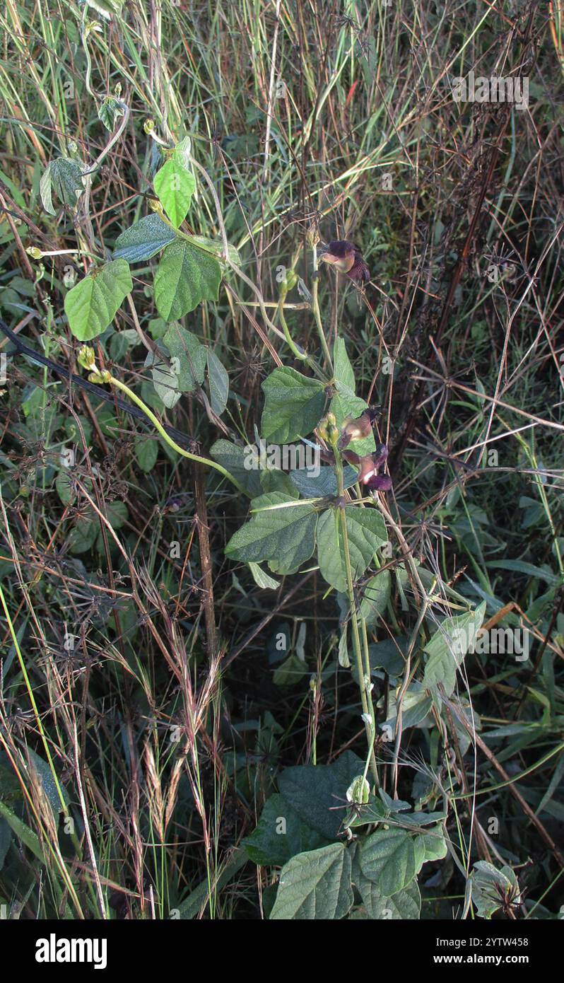 Purple Bush-Bean (Macroptilium atropurpureum Stock Photo - Alamy