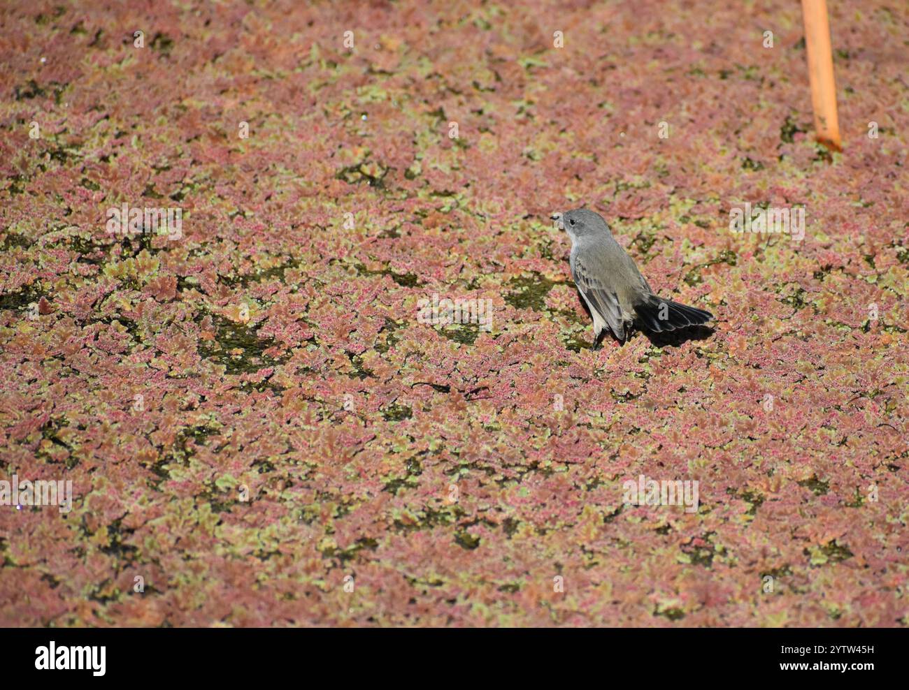 Sooty Tyrannulet (Serpophaga nigricans Stock Photo - Alamy