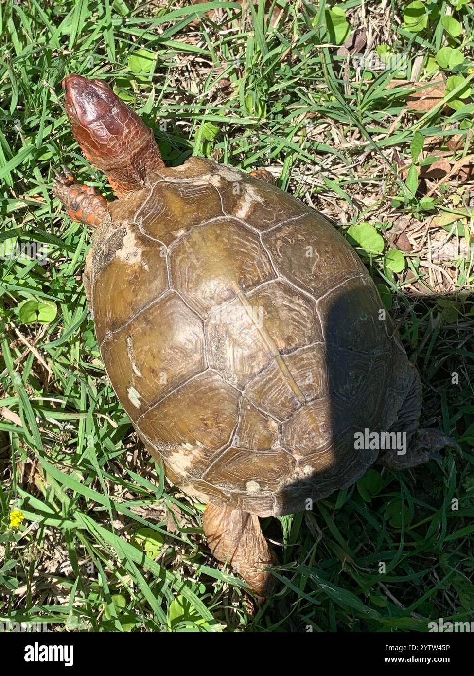Three-toed Box Turtle (Terrapene triunguis Stock Photo - Alamy