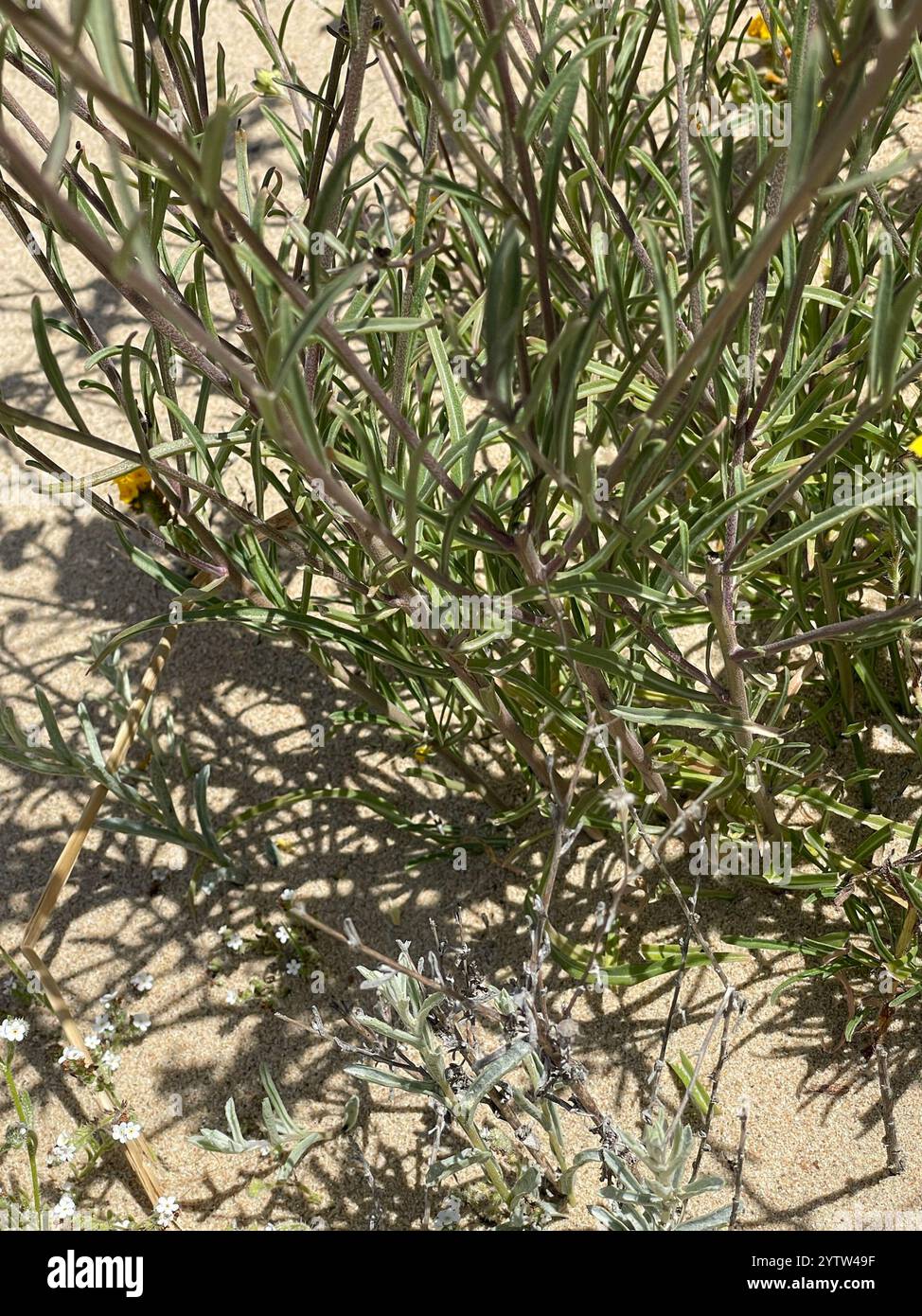 suffrutescent wallflower (Erysimum suffrutescens Stock Photo - Alamy