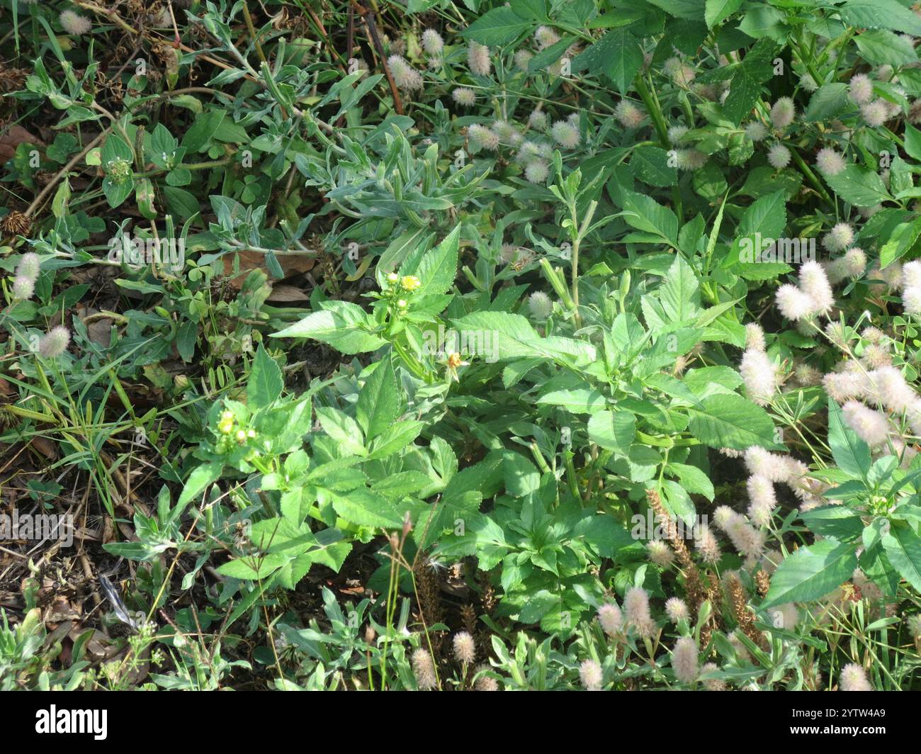 White beggarticks (Bidens alba Stock Photo - Alamy