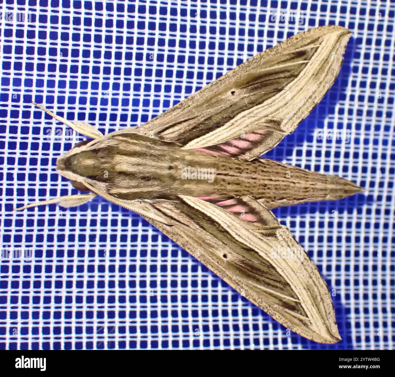 Vine Hawkmoth (Hippotion celerio Stock Photo - Alamy