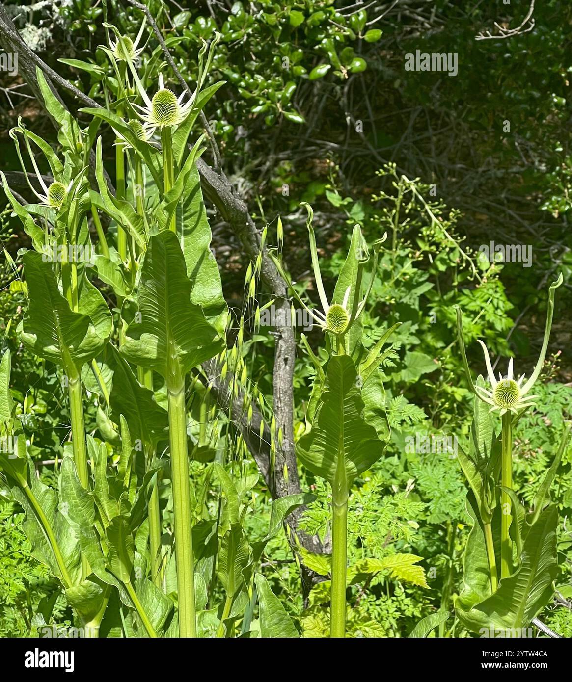 fuller's teasel (Dipsacus sativus Stock Photo - Alamy