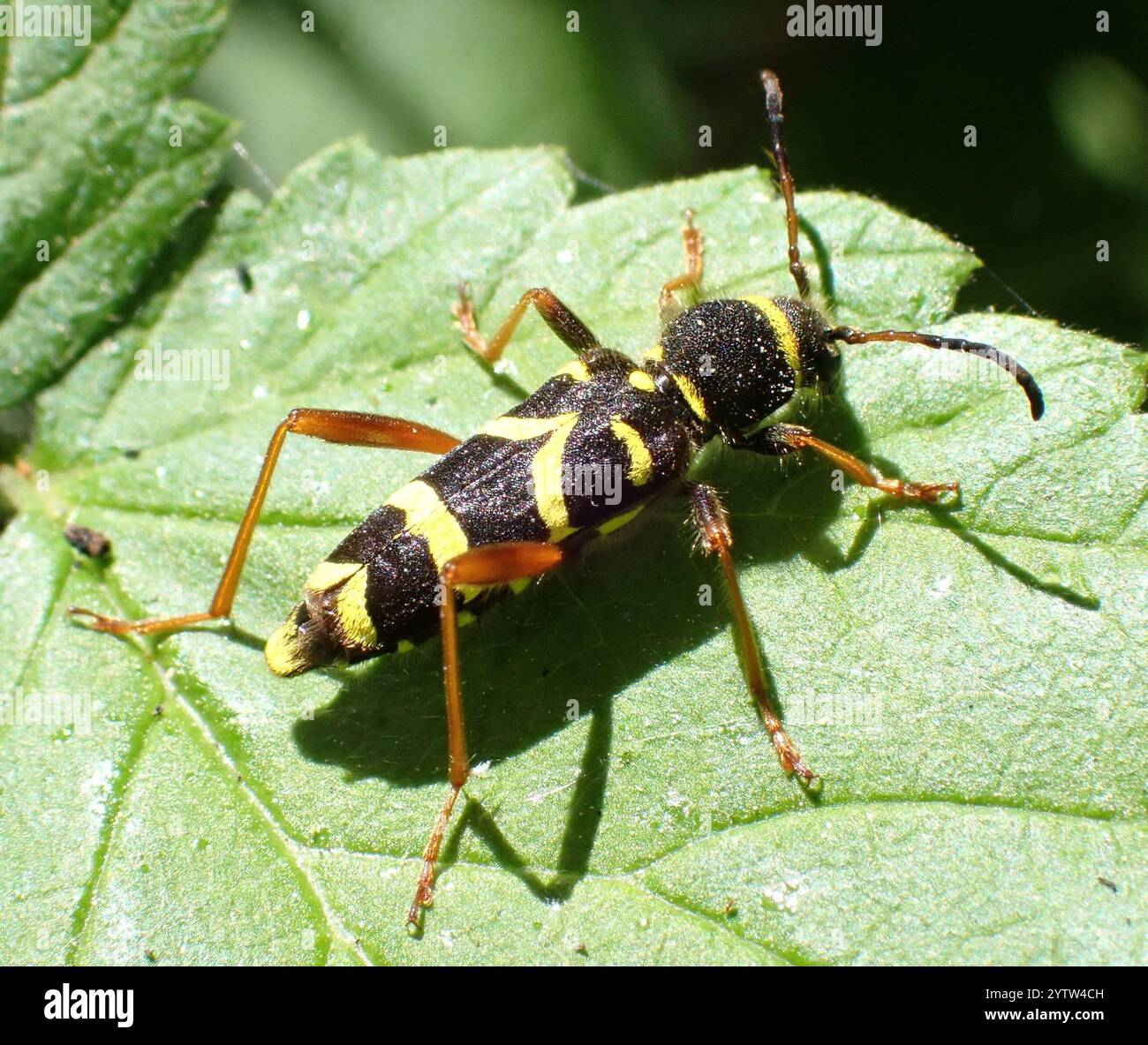 Wasp Beetle (Clytus arietis Stock Photo - Alamy