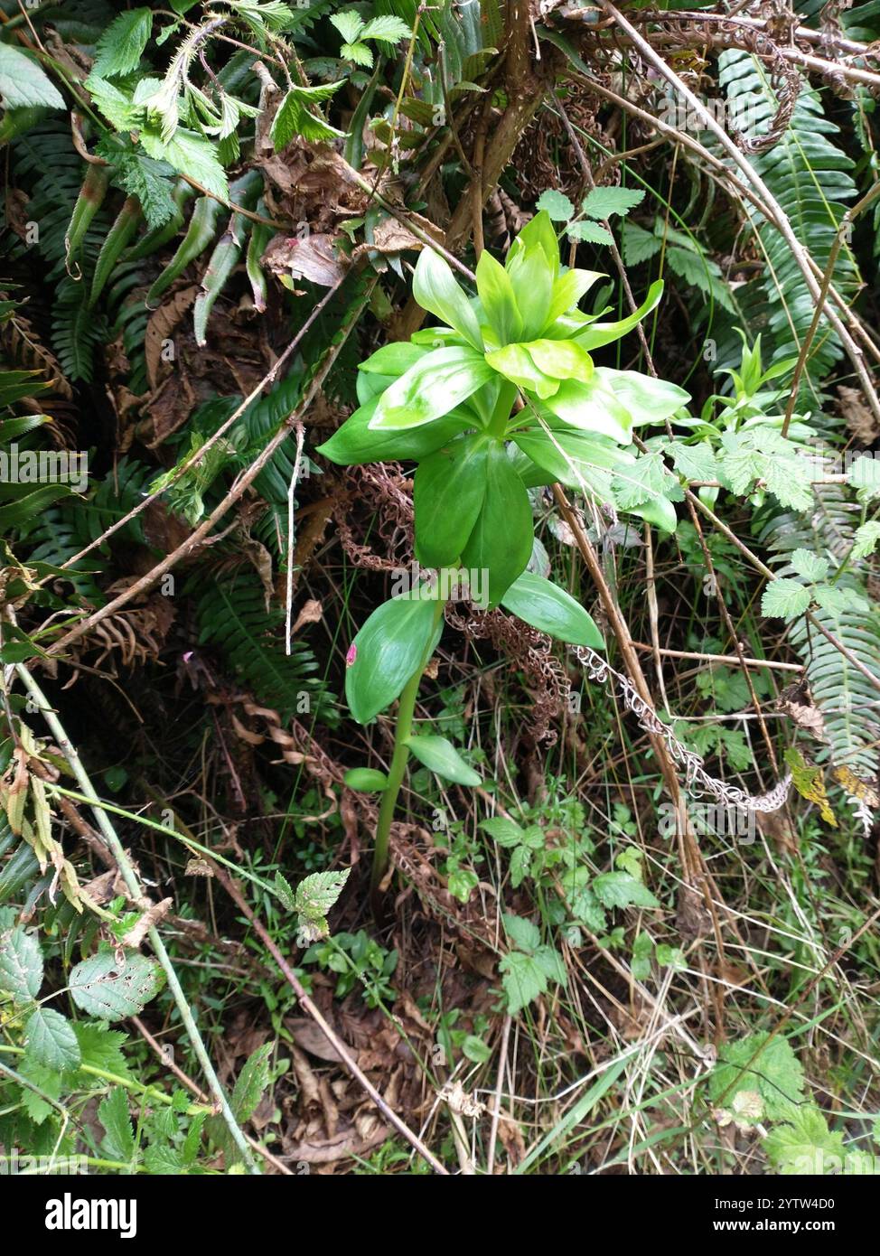 Columbia lily (Lilium columbianum Stock Photo - Alamy