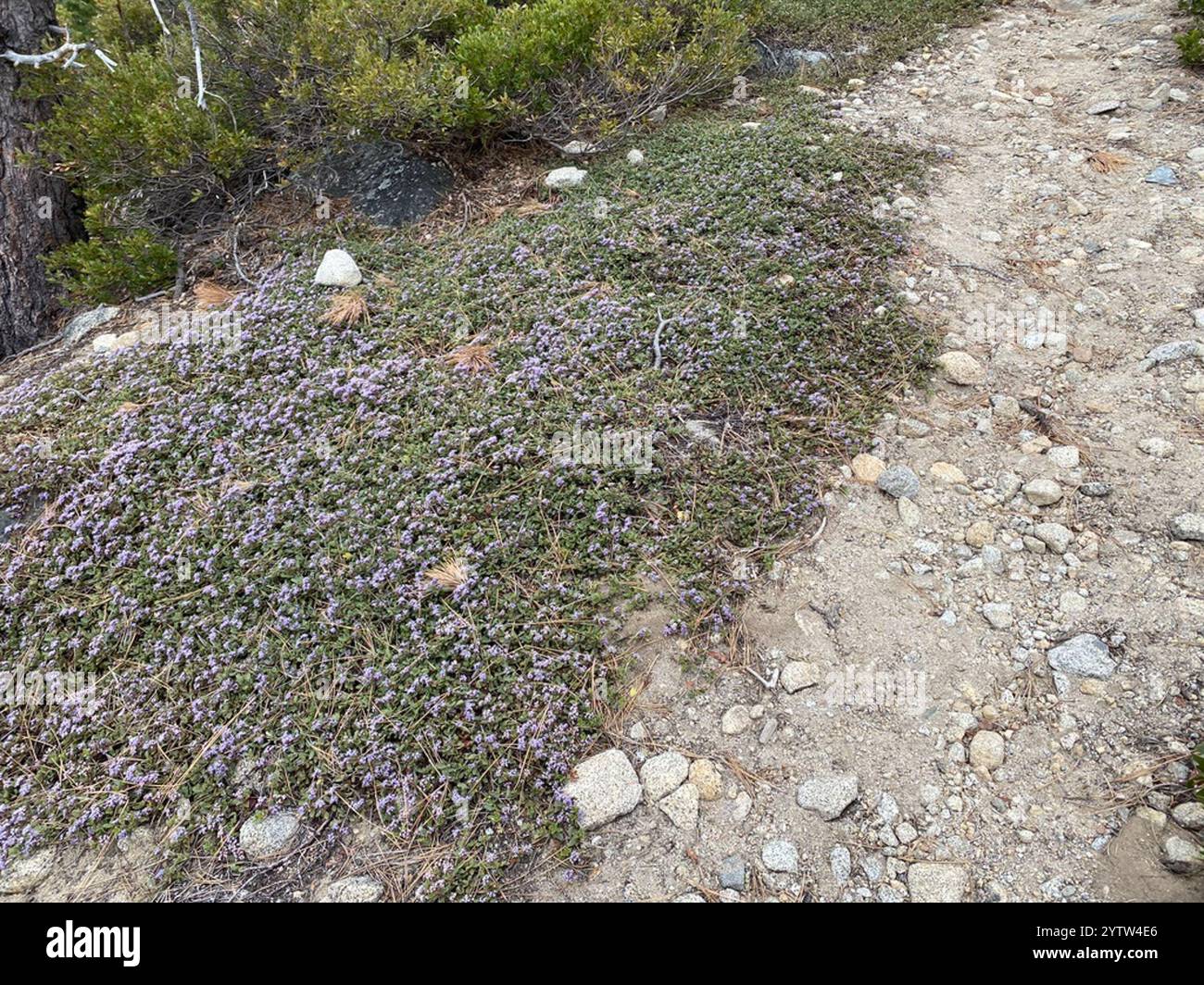 Mahala mat (Ceanothus prostratus Stock Photo - Alamy