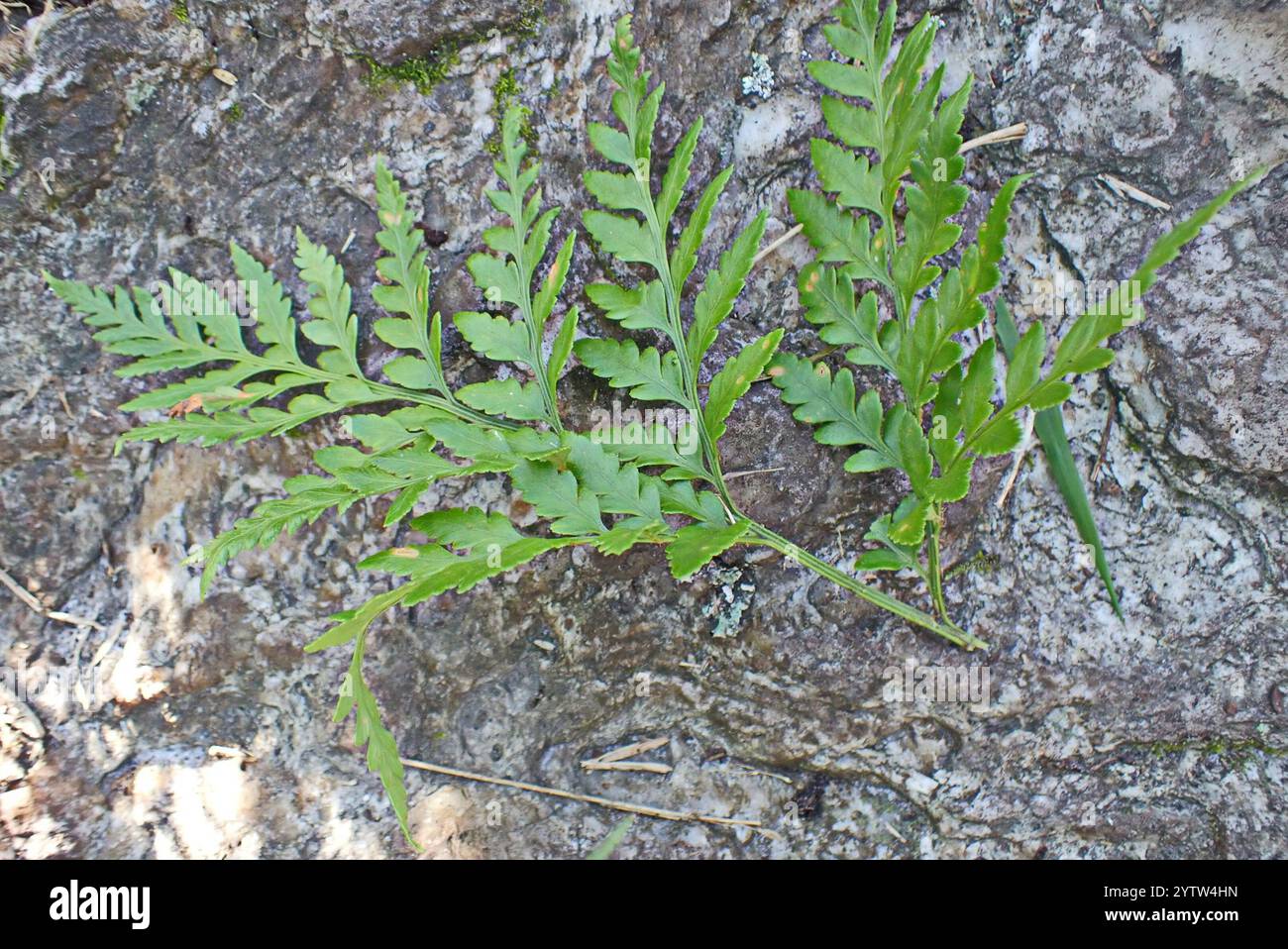 leatherleaf fern (Rumohra adiantiformis Stock Photo - Alamy