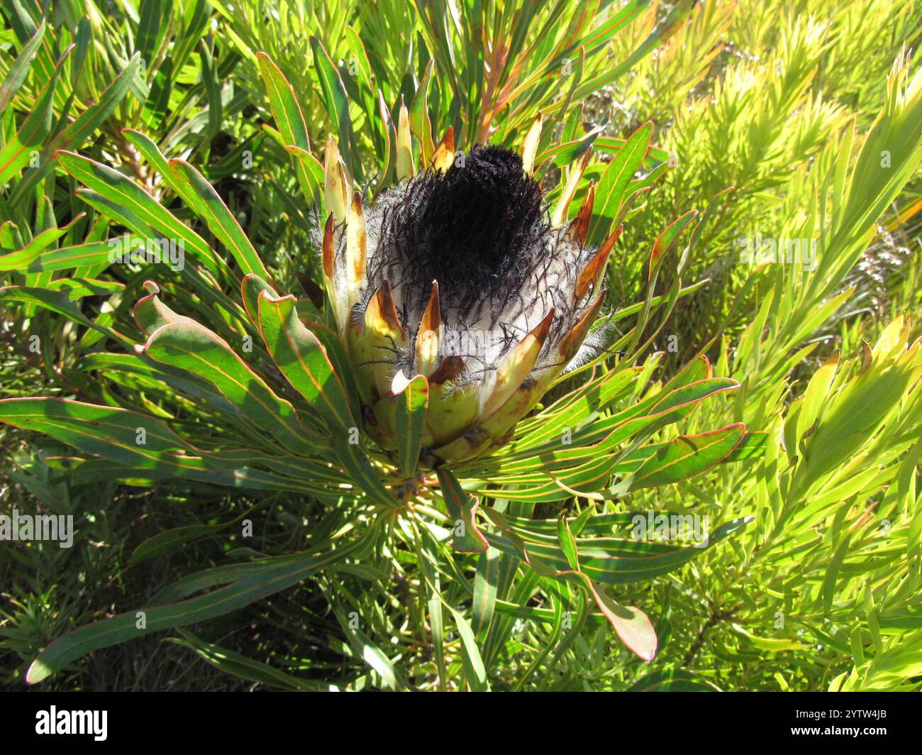 Long-leaf Sugarbush (Protea longifolia Stock Photo - Alamy