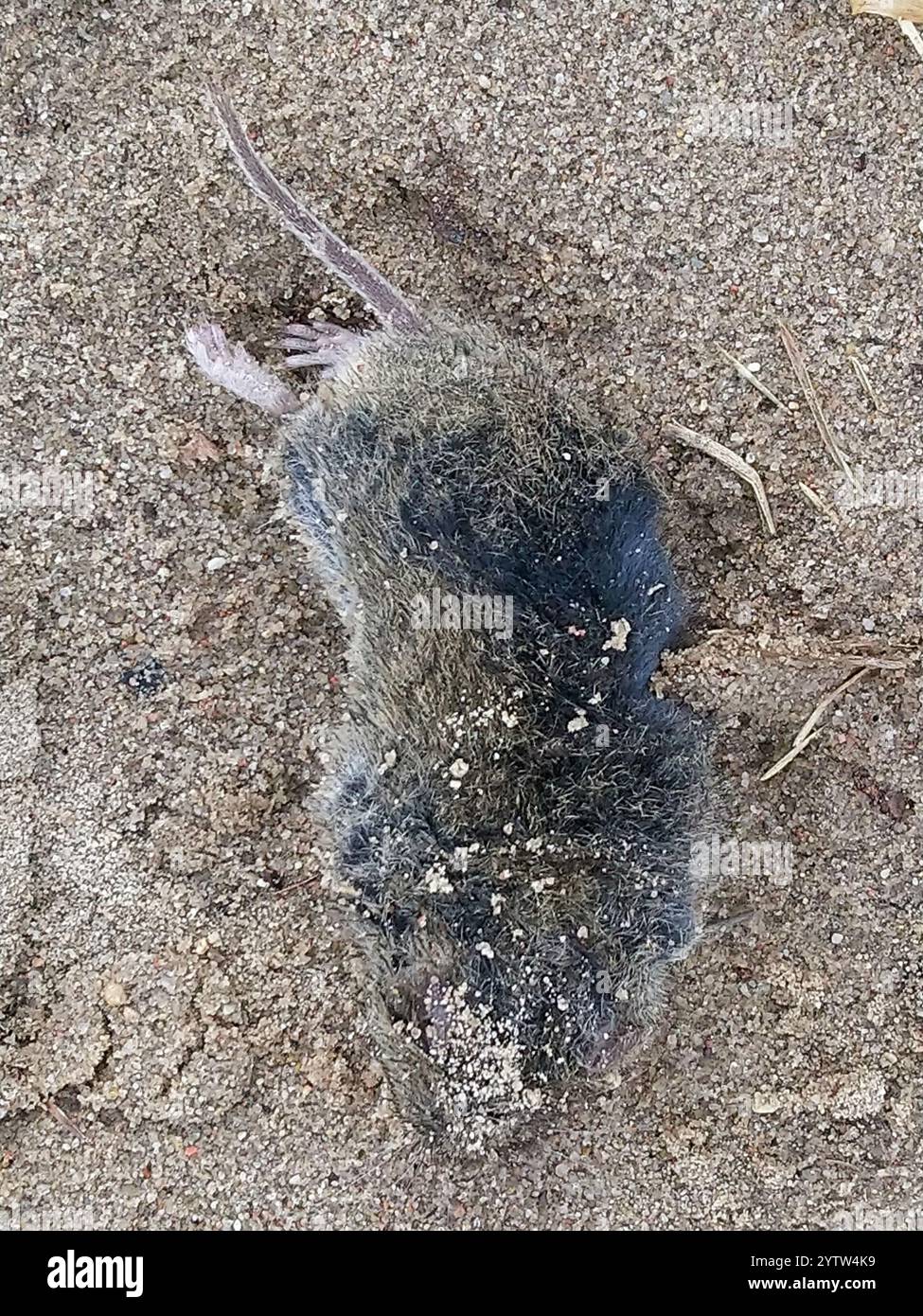 Meadow Voles (Microtus Stock Photo - Alamy