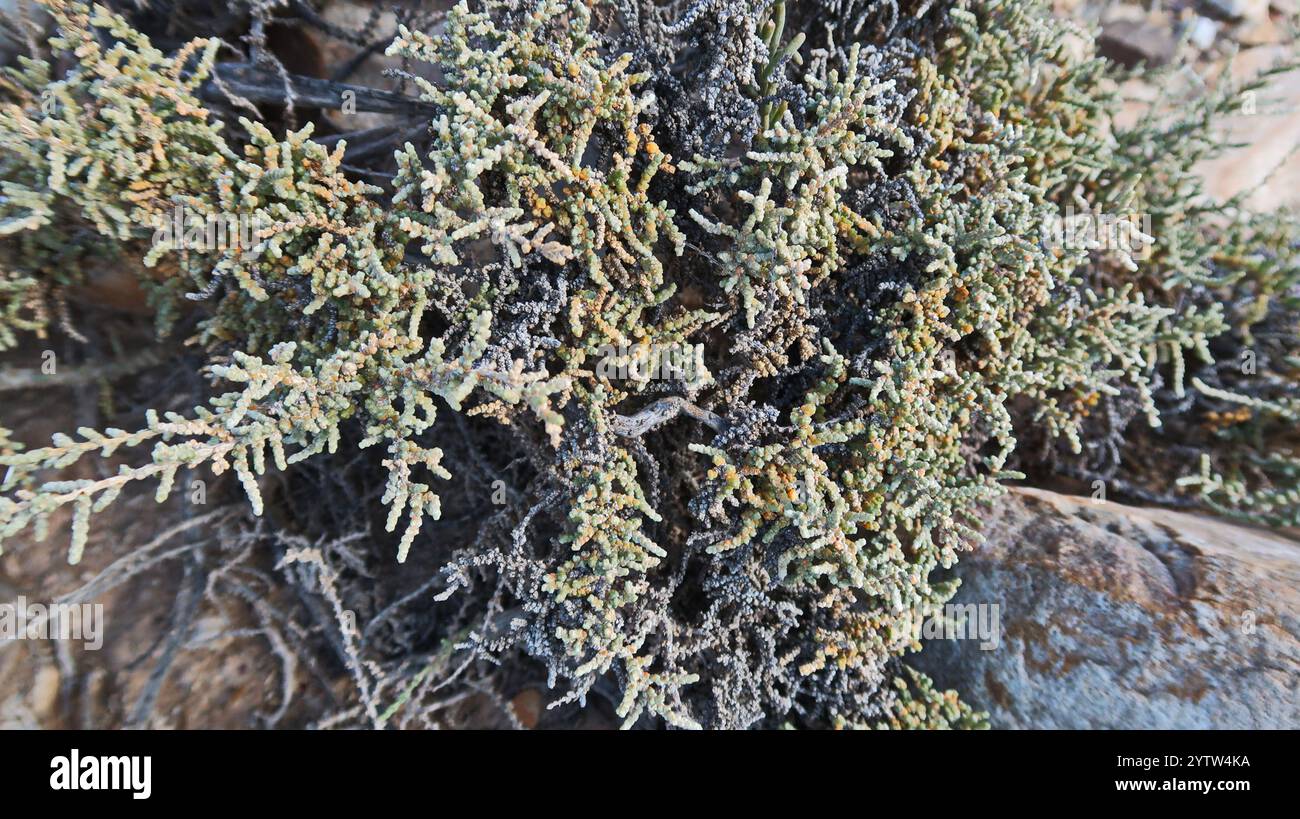 River Ganna (Caroxylon aphyllum Stock Photo - Alamy