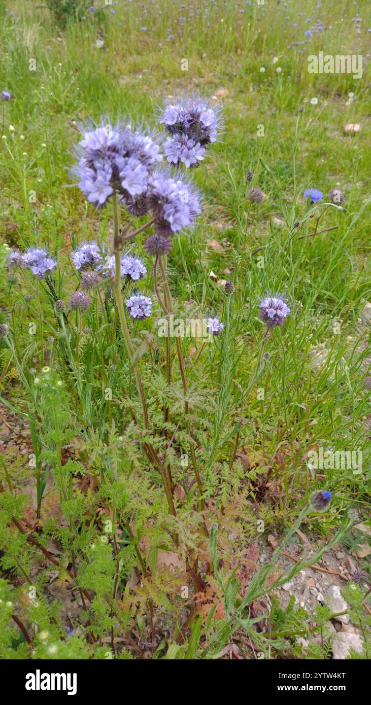 Lacy phacelia (Phacelia tanacetifolia Stock Photo - Alamy