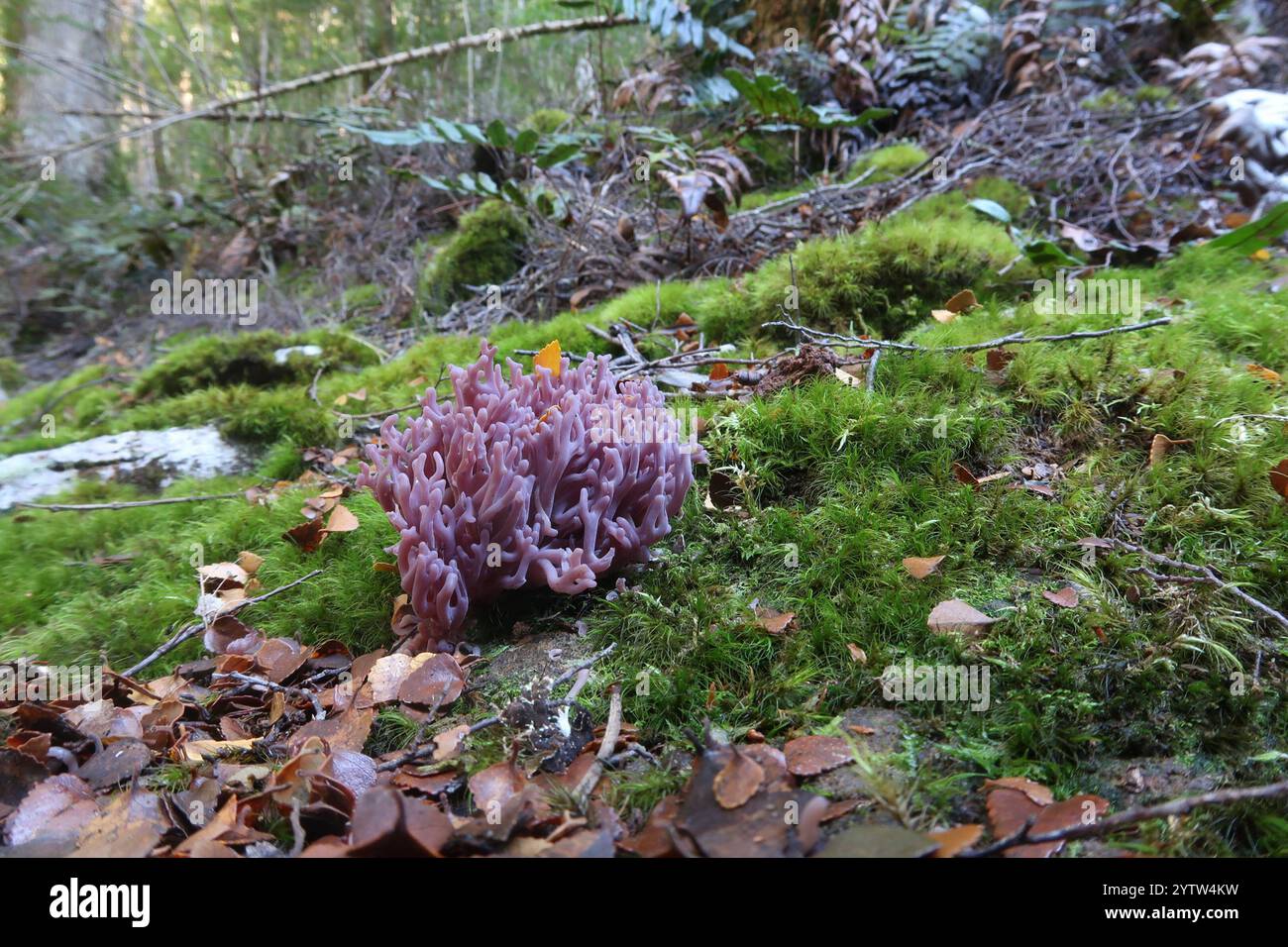 violet coral fungus (Clavaria zollingeri Stock Photo - Alamy