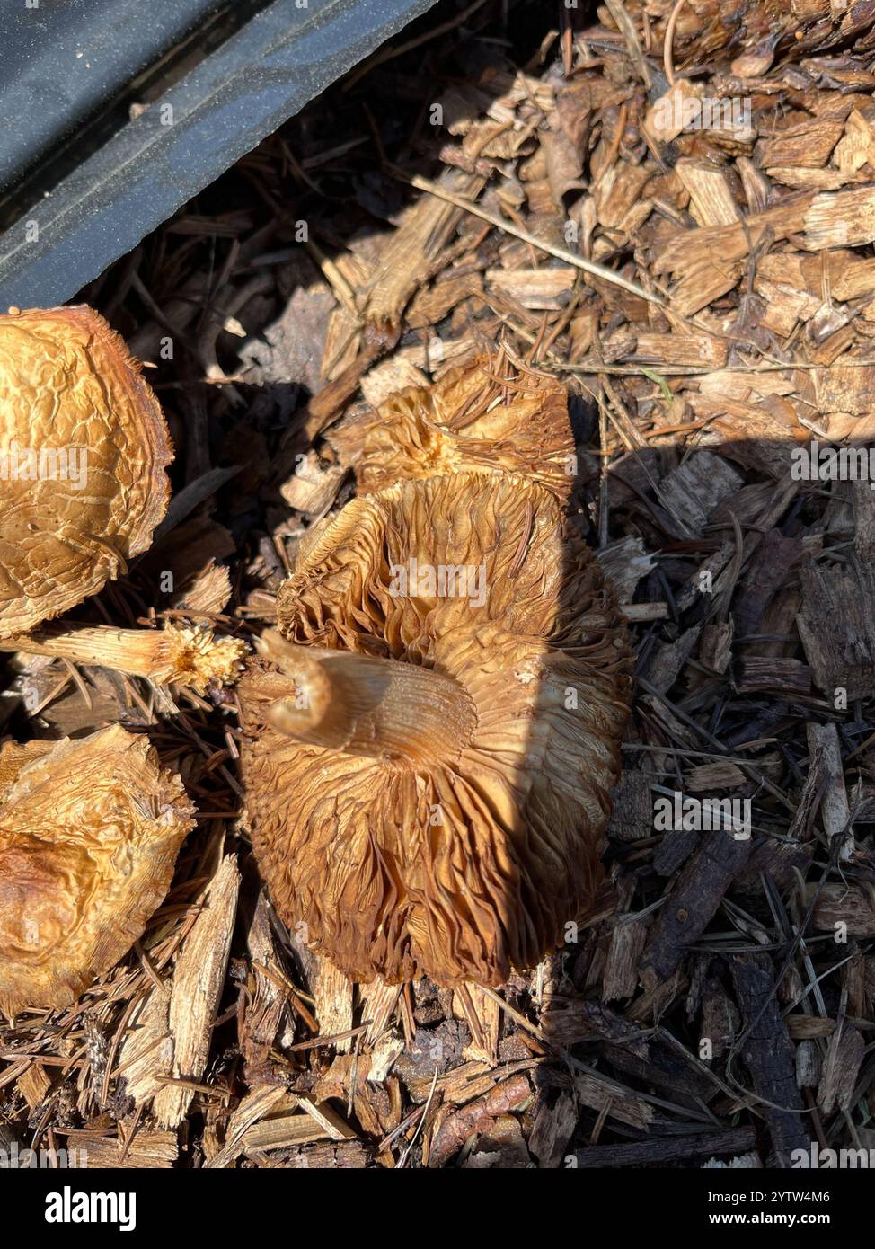 Mulch Fieldcap (Agrocybe putaminum Stock Photo - Alamy