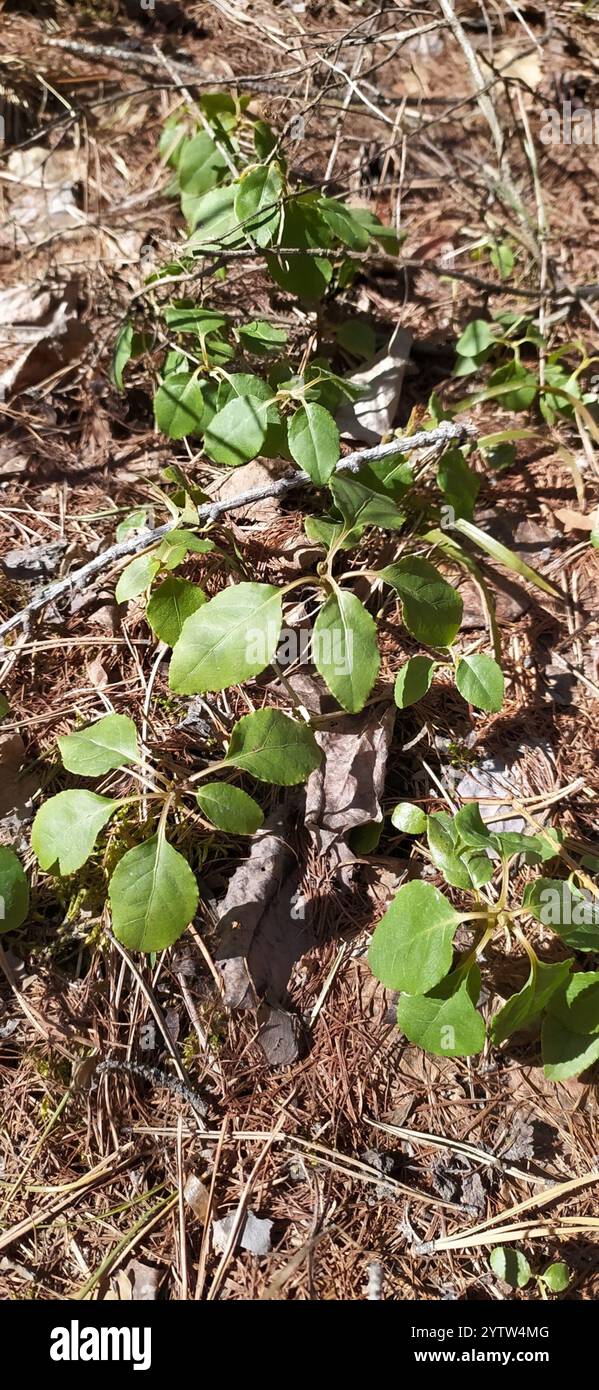 one-sided wintergreen (Orthilia secunda Stock Photo - Alamy