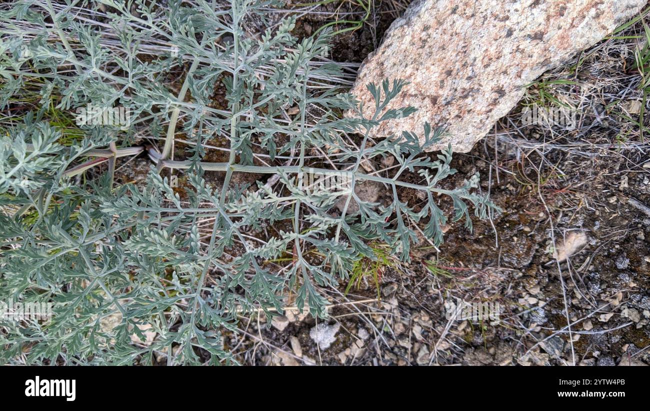 Biscuitroot hi-res stock photography and images - Alamy