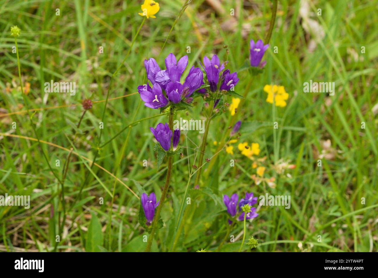 clustered bellflower (Campanula glomerata Stock Photo - Alamy