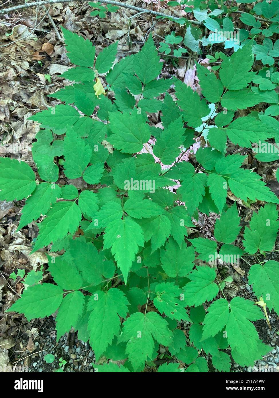 White actaea pachypoda hi-res stock photography and images - Alamy