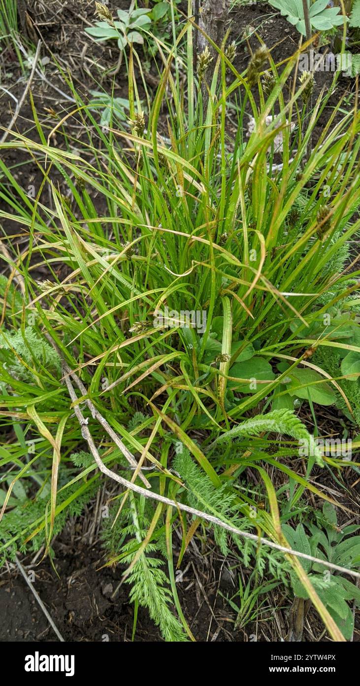 true sedges (Carex Stock Photo - Alamy