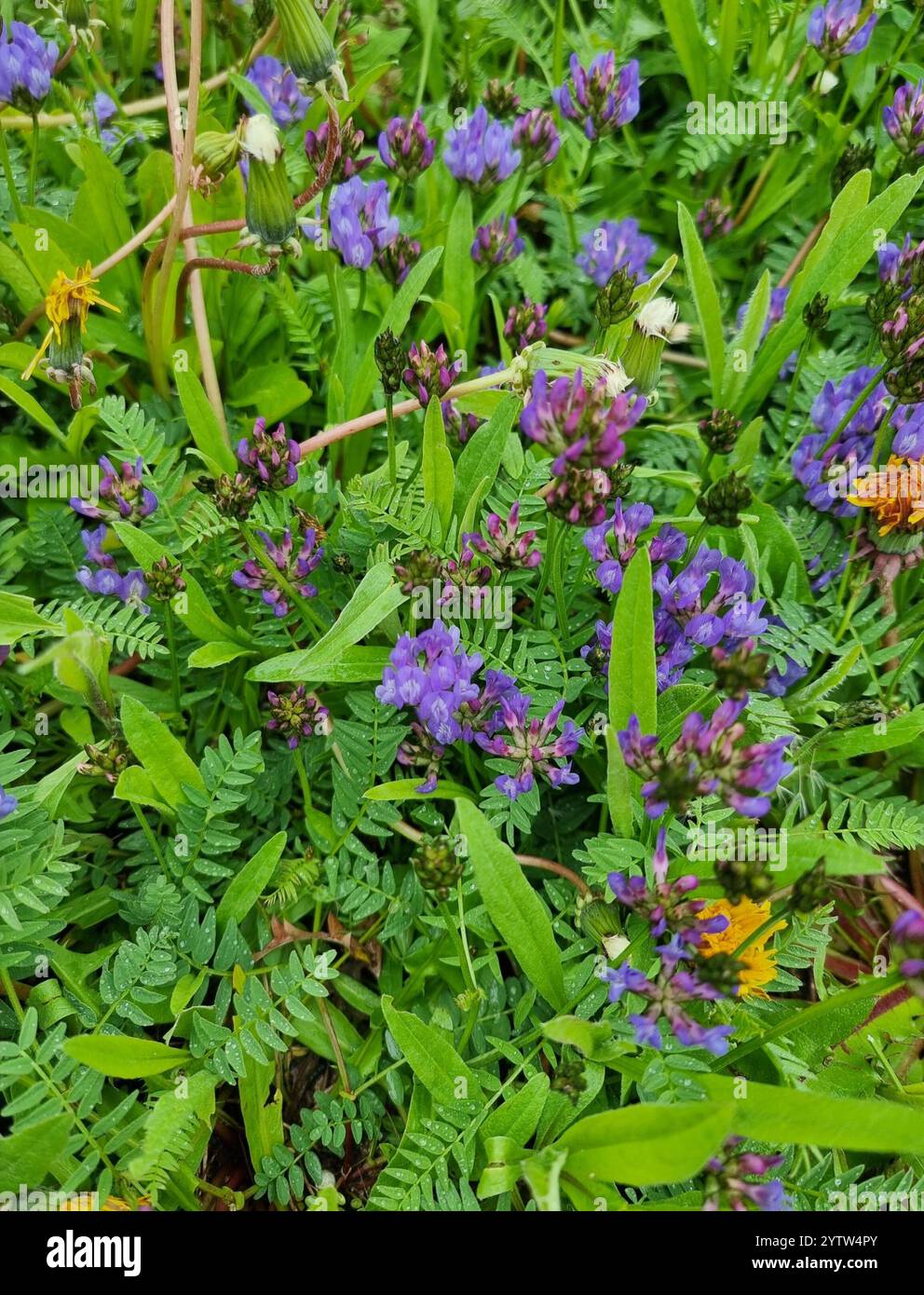 Purple Milk-vetch (Astragalus danicus Stock Photo - Alamy