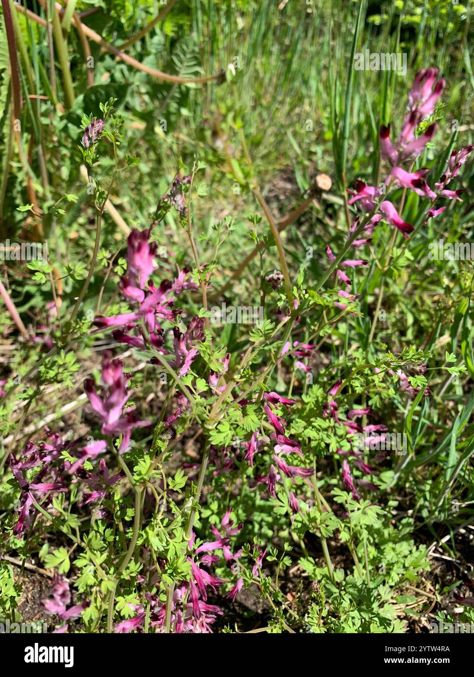 Common Fumitory (Fumaria officinalis Stock Photo - Alamy