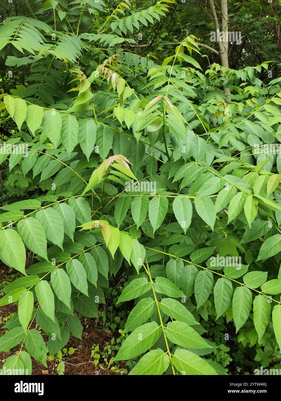 tree-of-heaven (Ailanthus altissima Stock Photo - Alamy