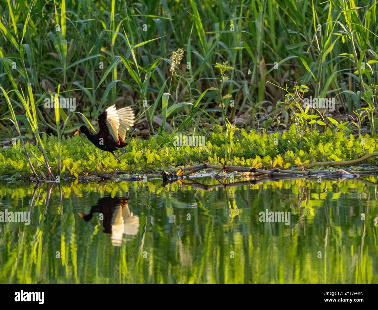 Red fronted jacana hi-res stock photography and images - Alamy