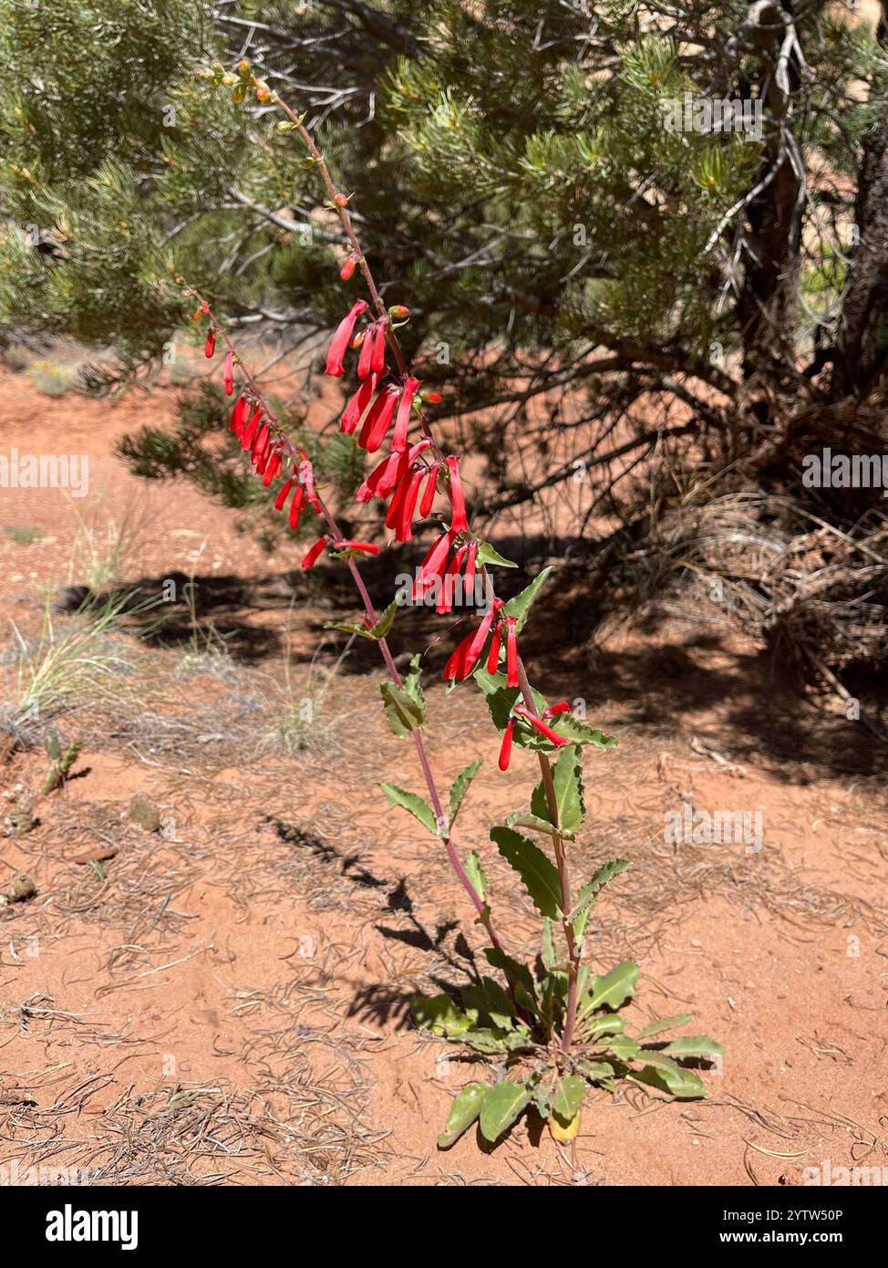 firecracker penstemon (Penstemon eatonii Stock Photo - Alamy