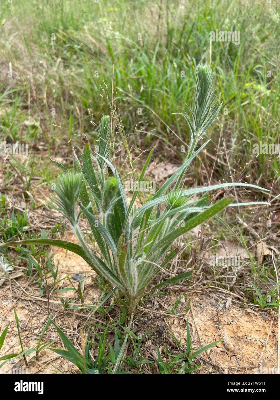 bracted plantain (Plantago aristata Stock Photo - Alamy