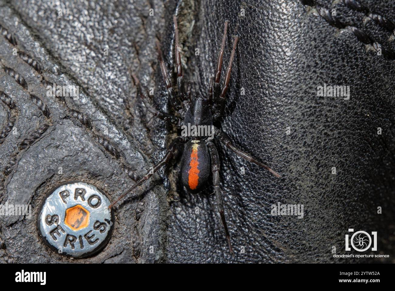 Red-spotted Ant-mimic Sac Spider (Castianeira descripta Stock Photo - Alamy