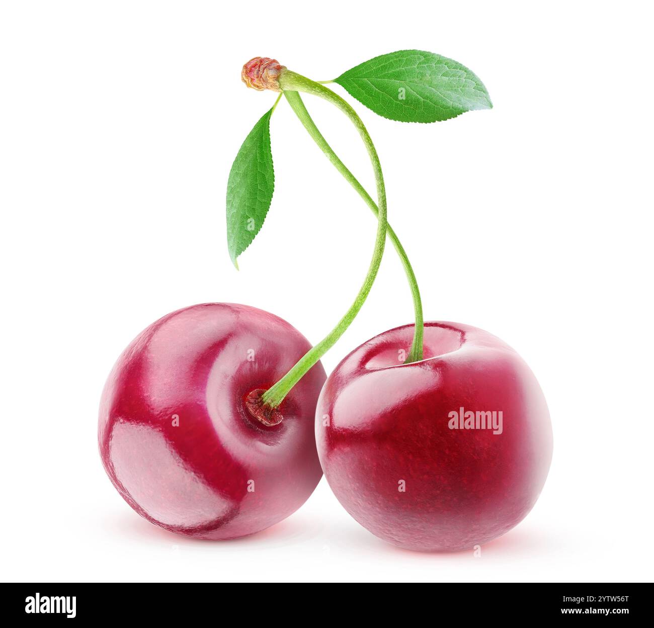 Two cherry fruits with intertwined stems isolated on white background ...