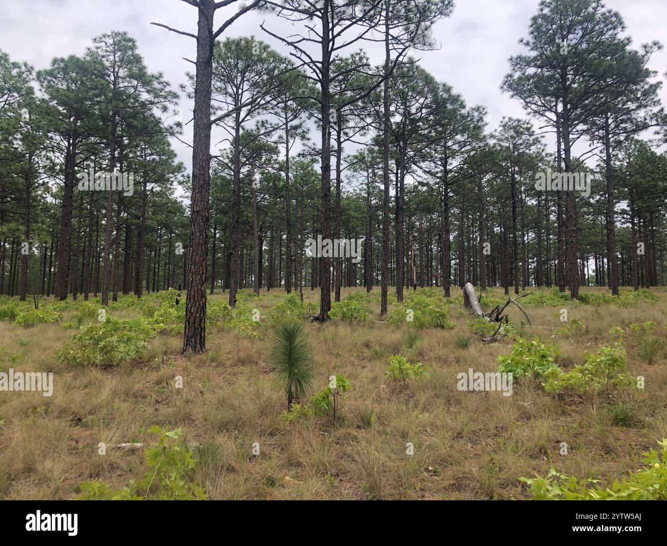longleaf pine (Pinus palustris Stock Photo - Alamy