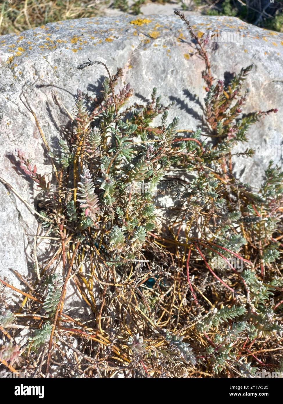 Beach Soutbos (Chenolea diffusa Stock Photo - Alamy