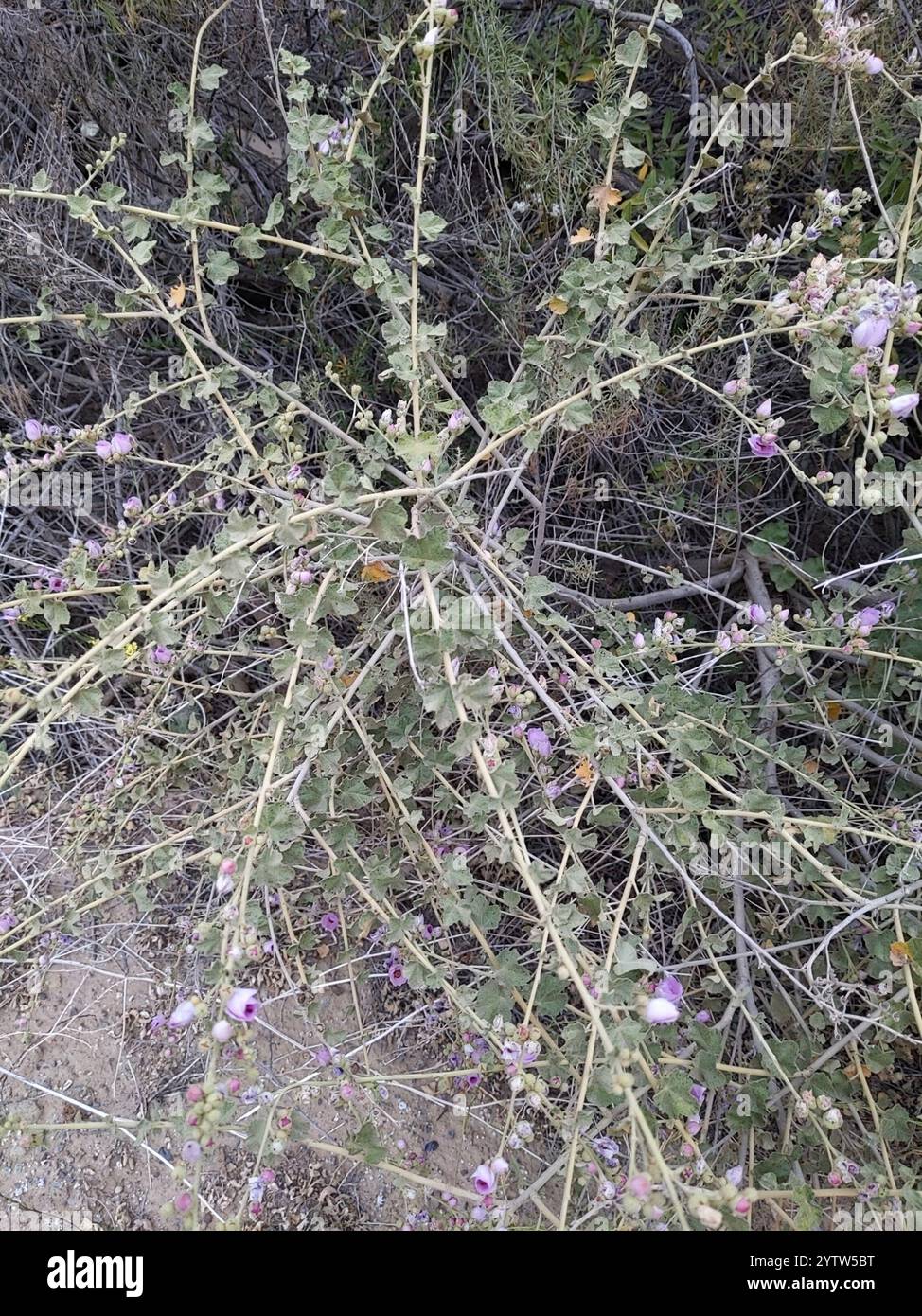 southern coastal bushmallow (Malacothamnus fasciculatus Stock Photo - Alamy