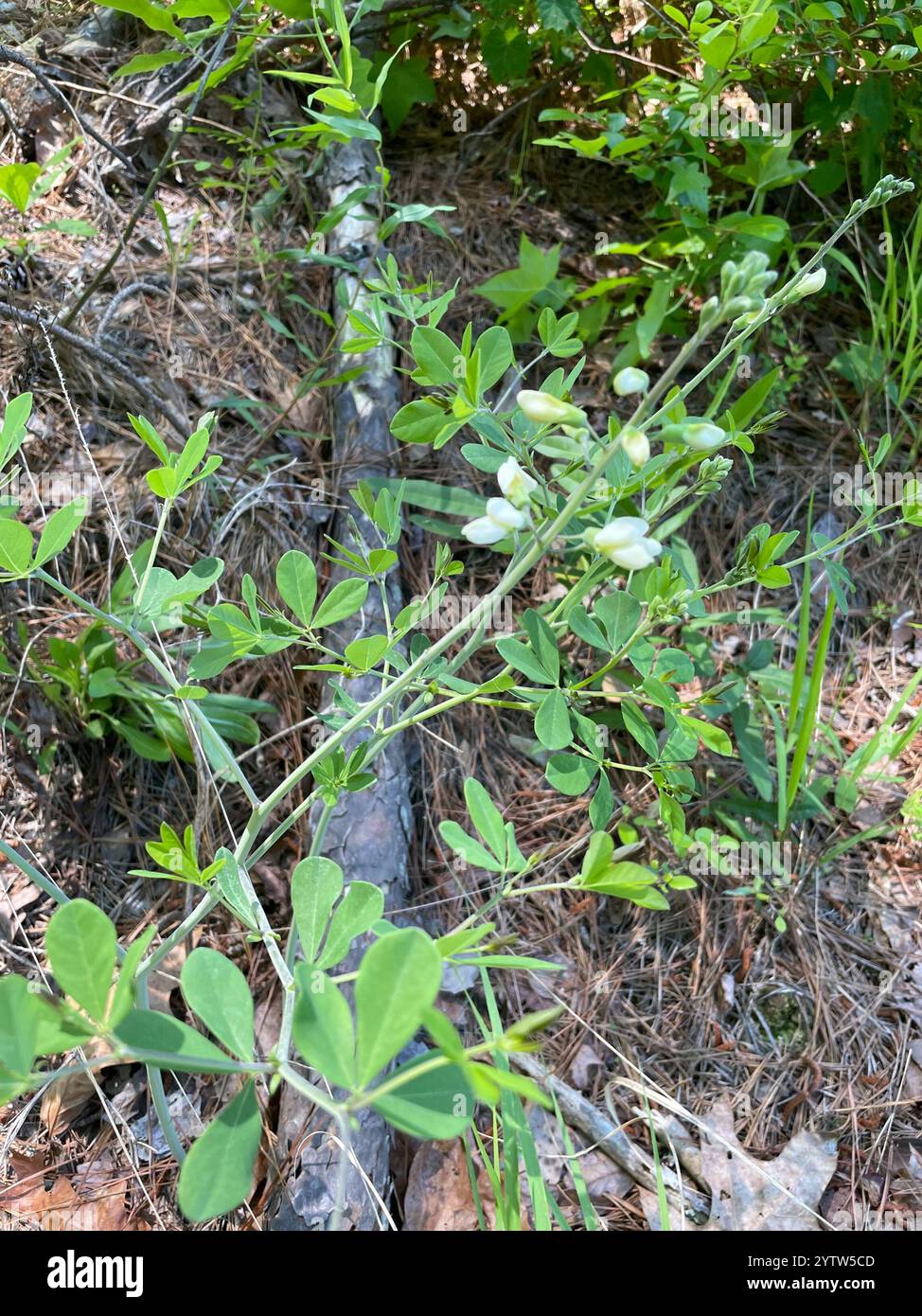 white wild indigo (Baptisia alba Stock Photo - Alamy