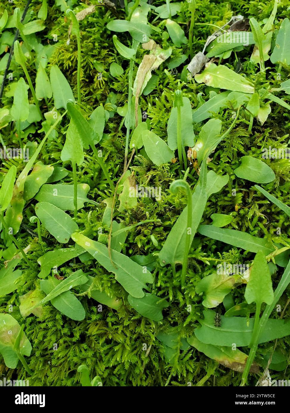 walking fern (Asplenium rhizophyllum Stock Photo - Alamy