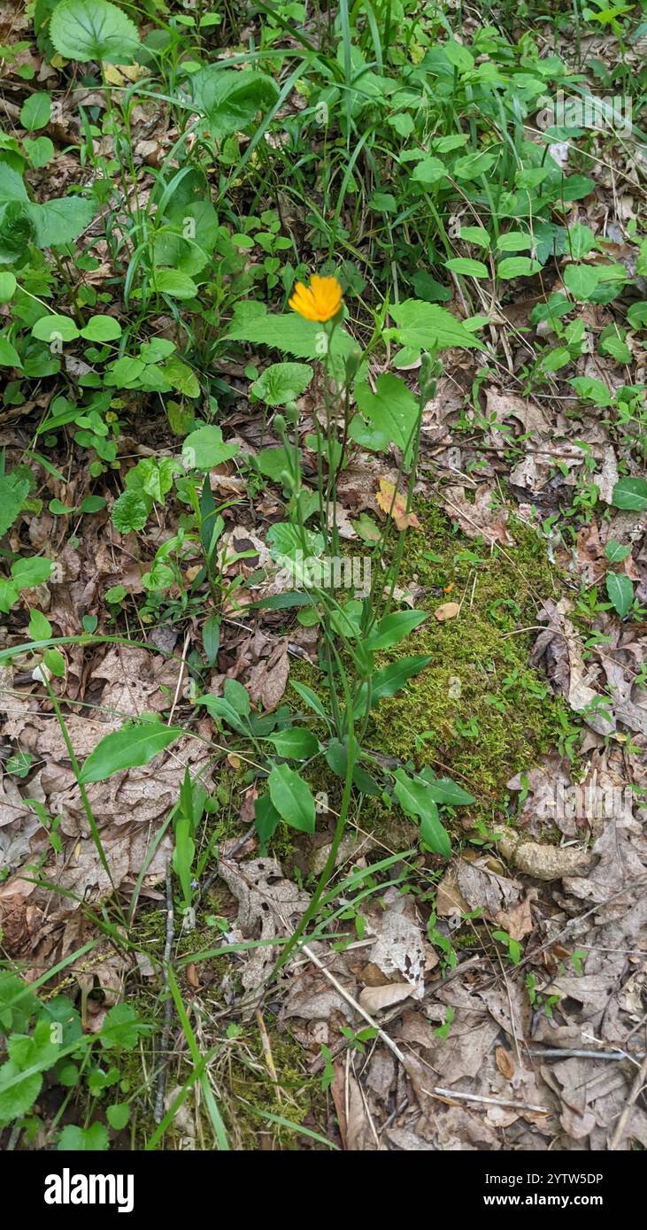 Two-flower Dwarf-dandelion (Krigia biflora Stock Photo - Alamy