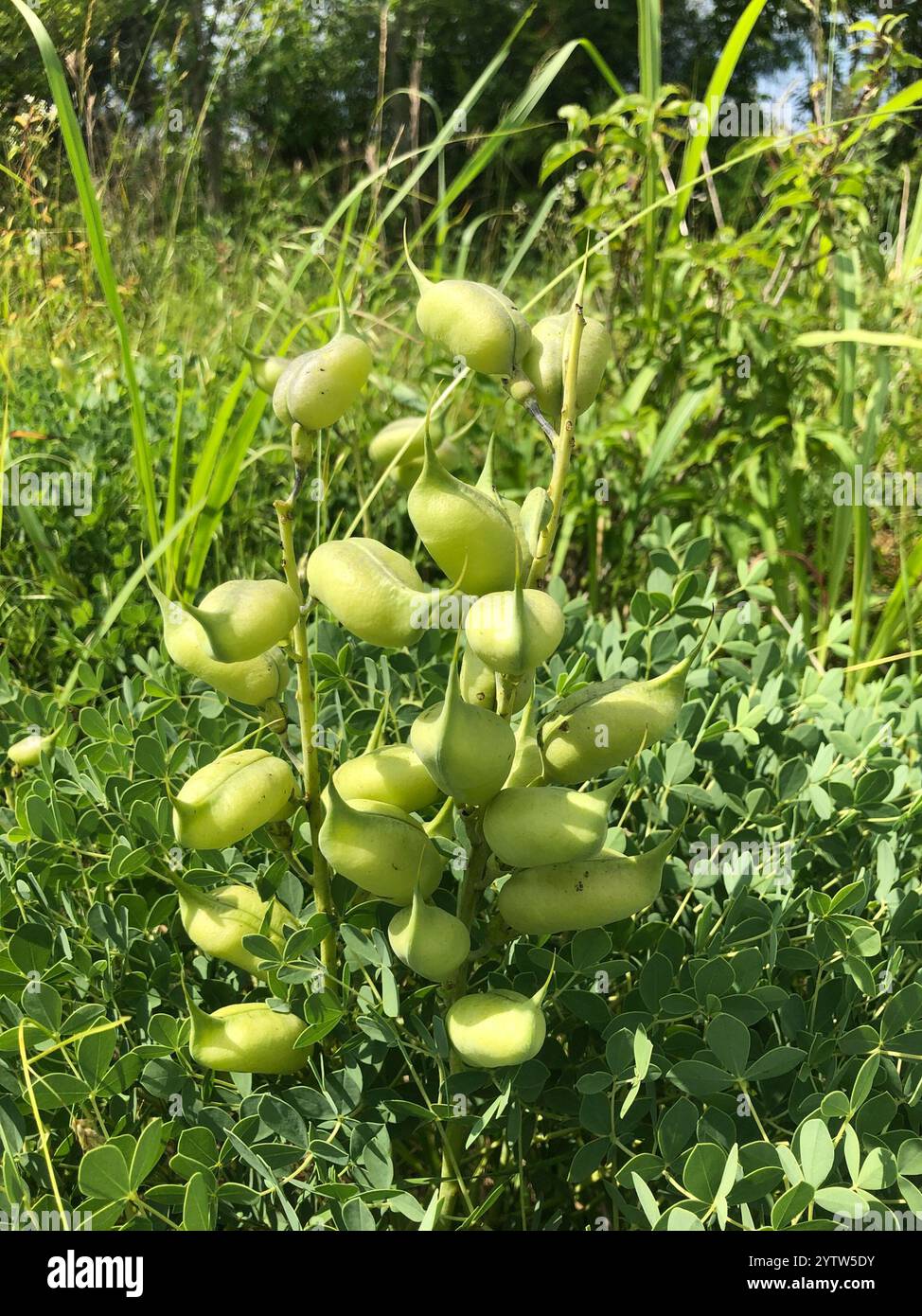 eastern prairie blue wild indigo (Baptisia australis aberrans Stock ...