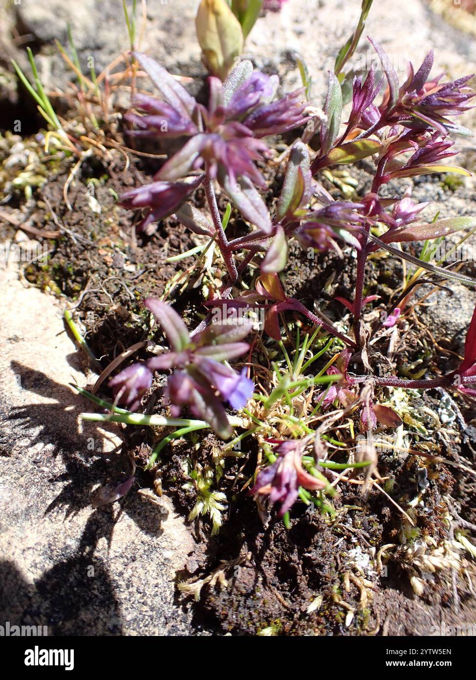 small-flowered blue-eyed mary (Collinsia parviflora Stock Photo - Alamy