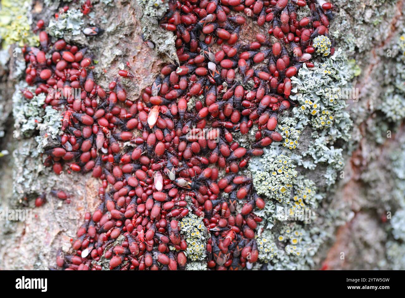 Bugs (oxycarenus lavaterae) hi-res stock photography and images - Alamy