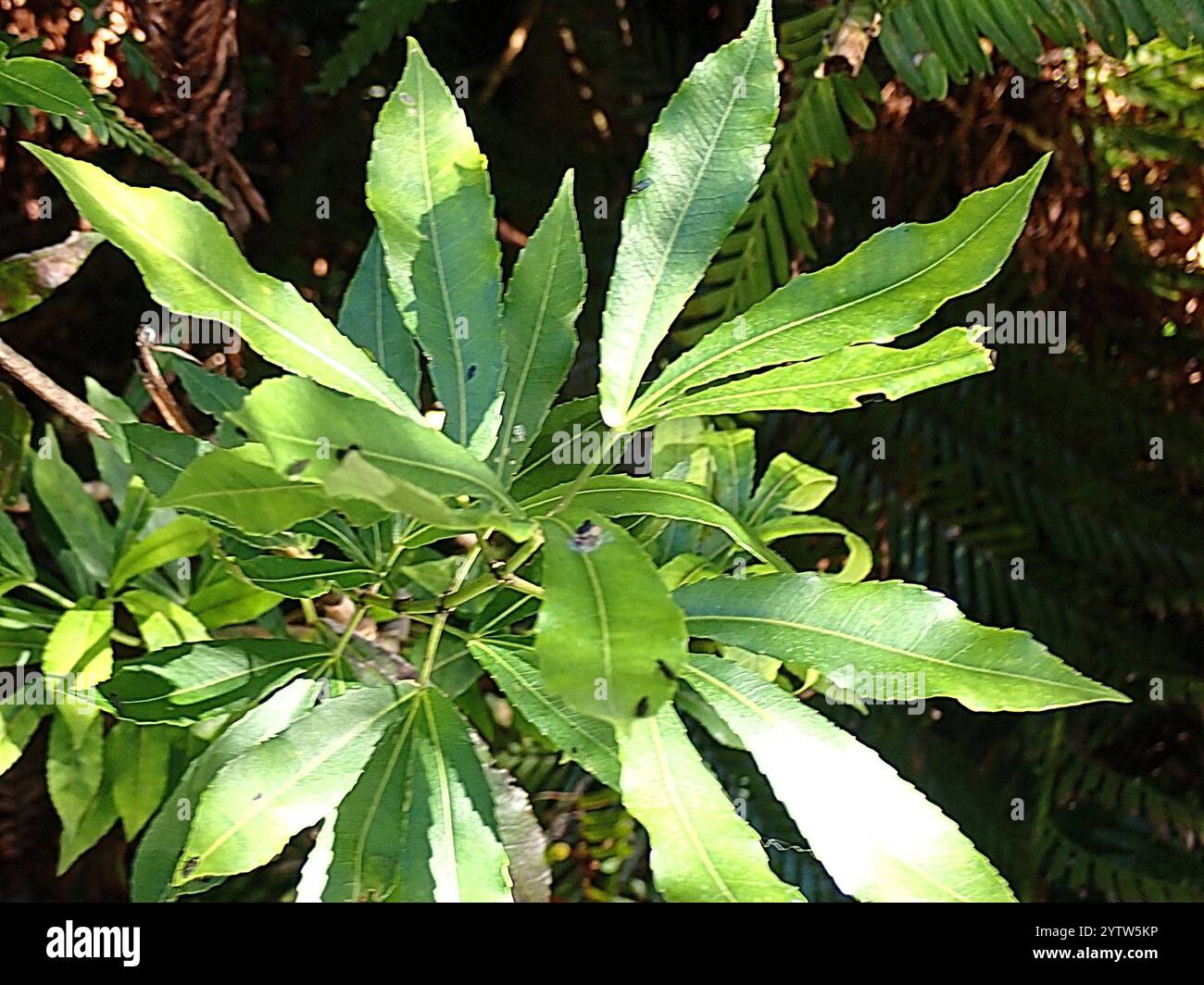 Witels (Platylophus trifoliatus Stock Photo - Alamy