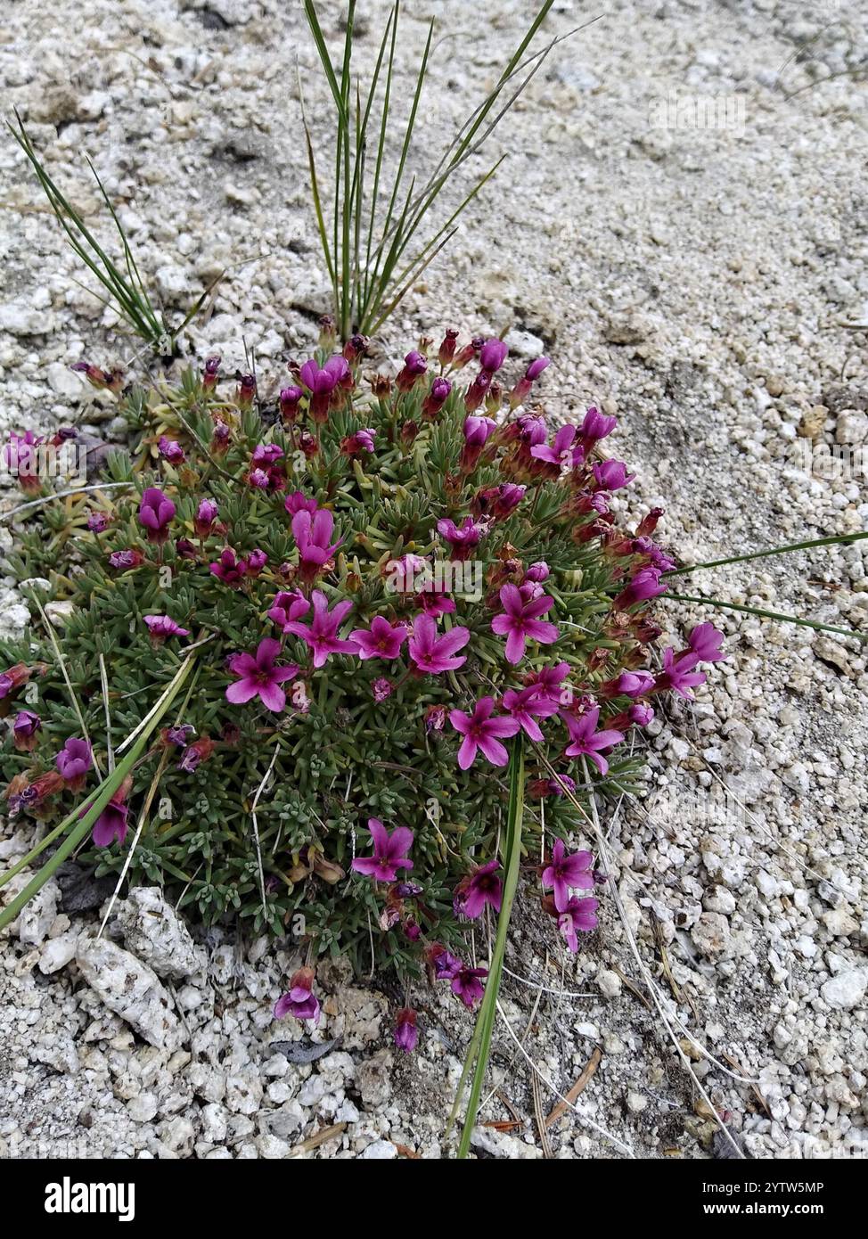 snow dwarf primrose (Androsace nivalis Stock Photo - Alamy