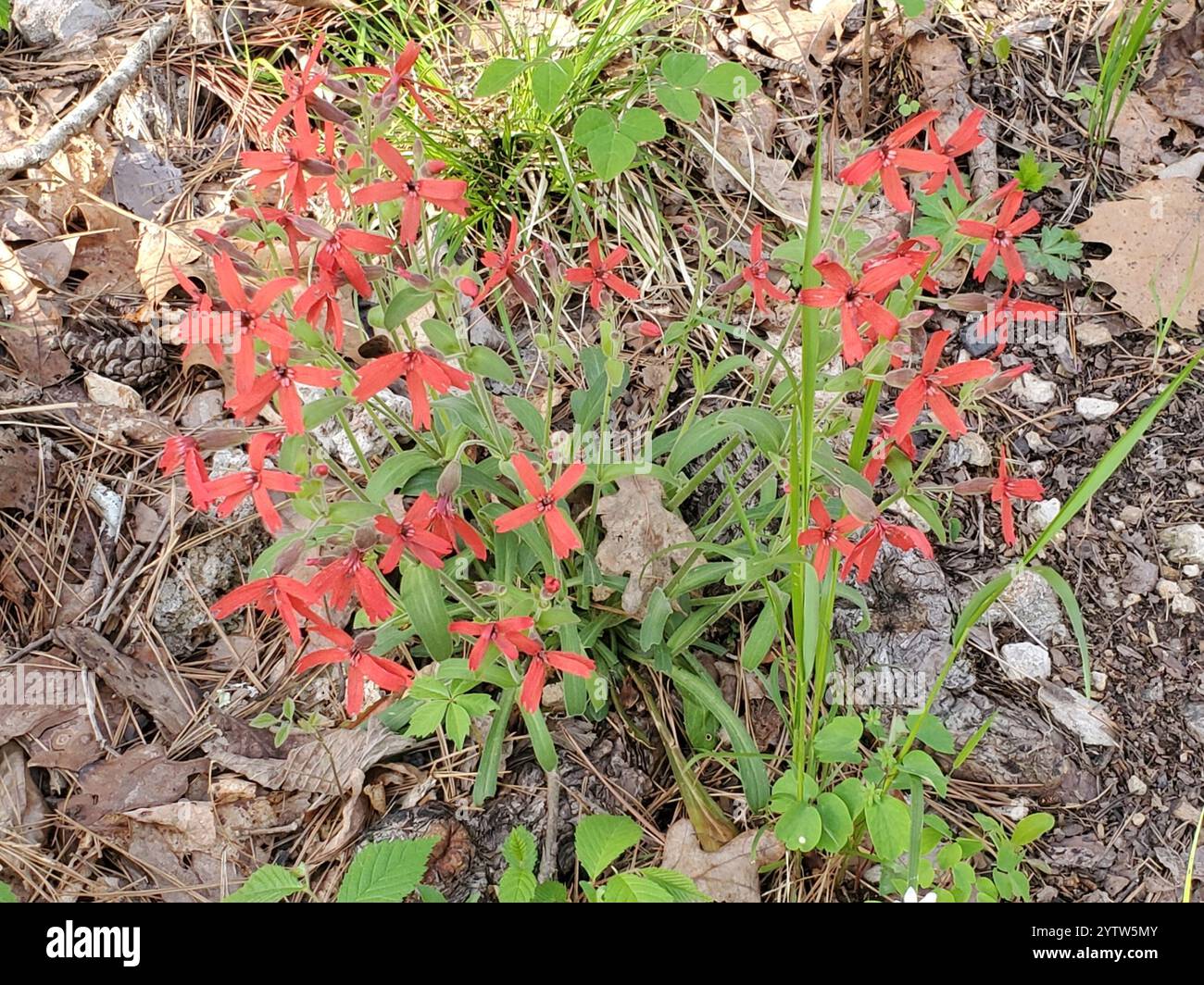 fire pink (Silene virginica Stock Photo - Alamy