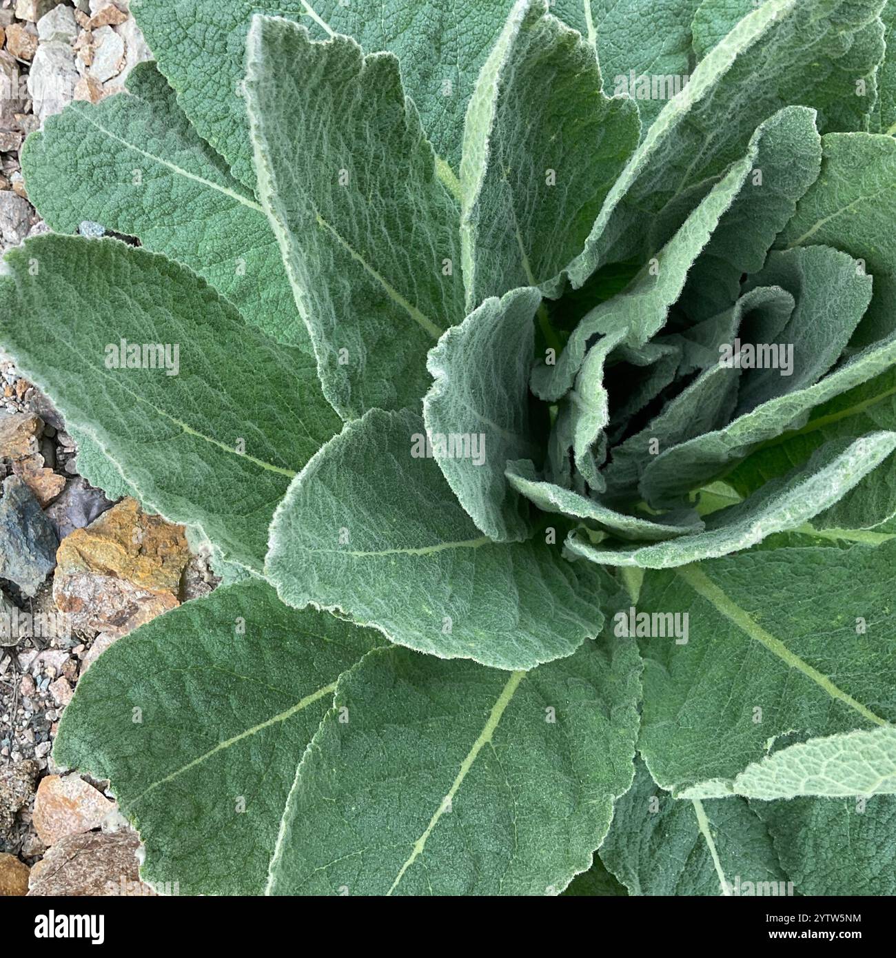 great mullein (Verbascum thapsus Stock Photo - Alamy