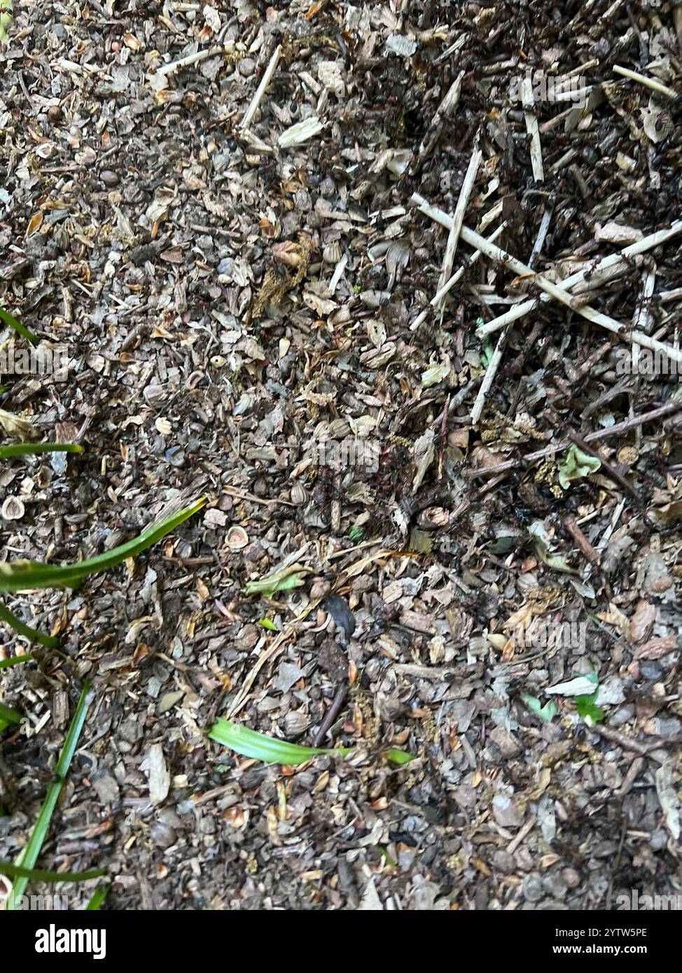 Wood, Mound, and Field Ants (Formica Stock Photo - Alamy