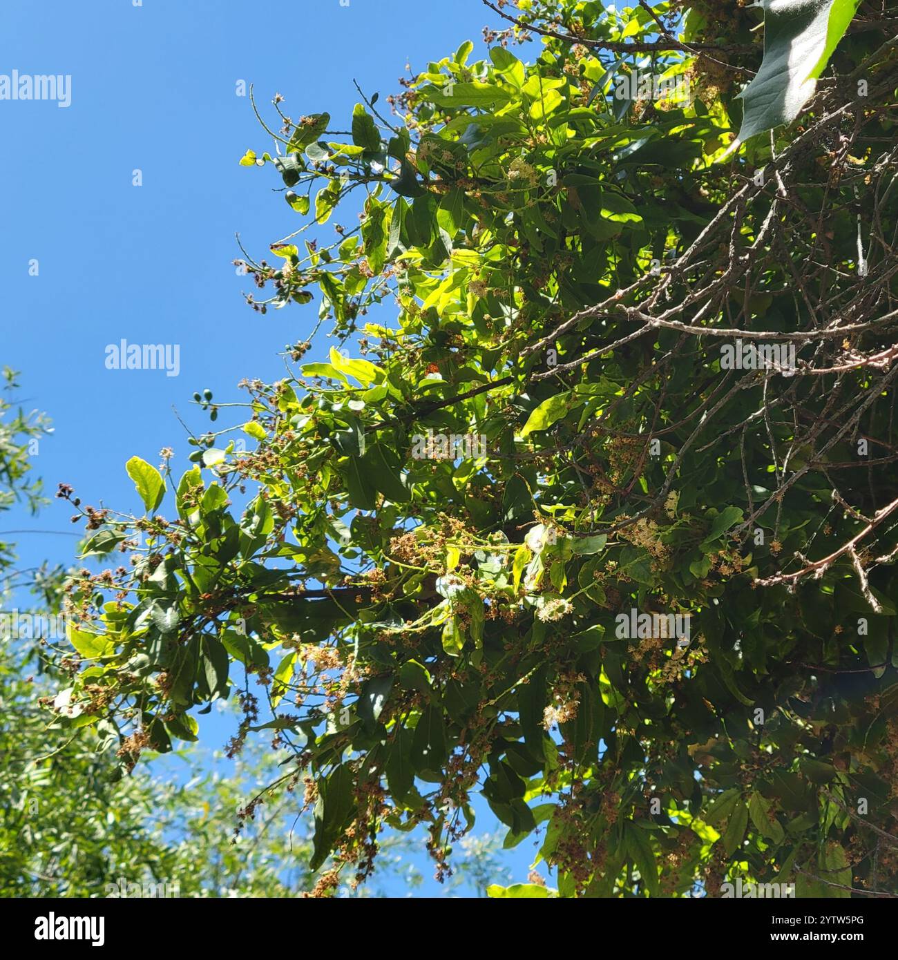 Catalina Cherry (Prunus ilicifolia lyonii Stock Photo - Alamy