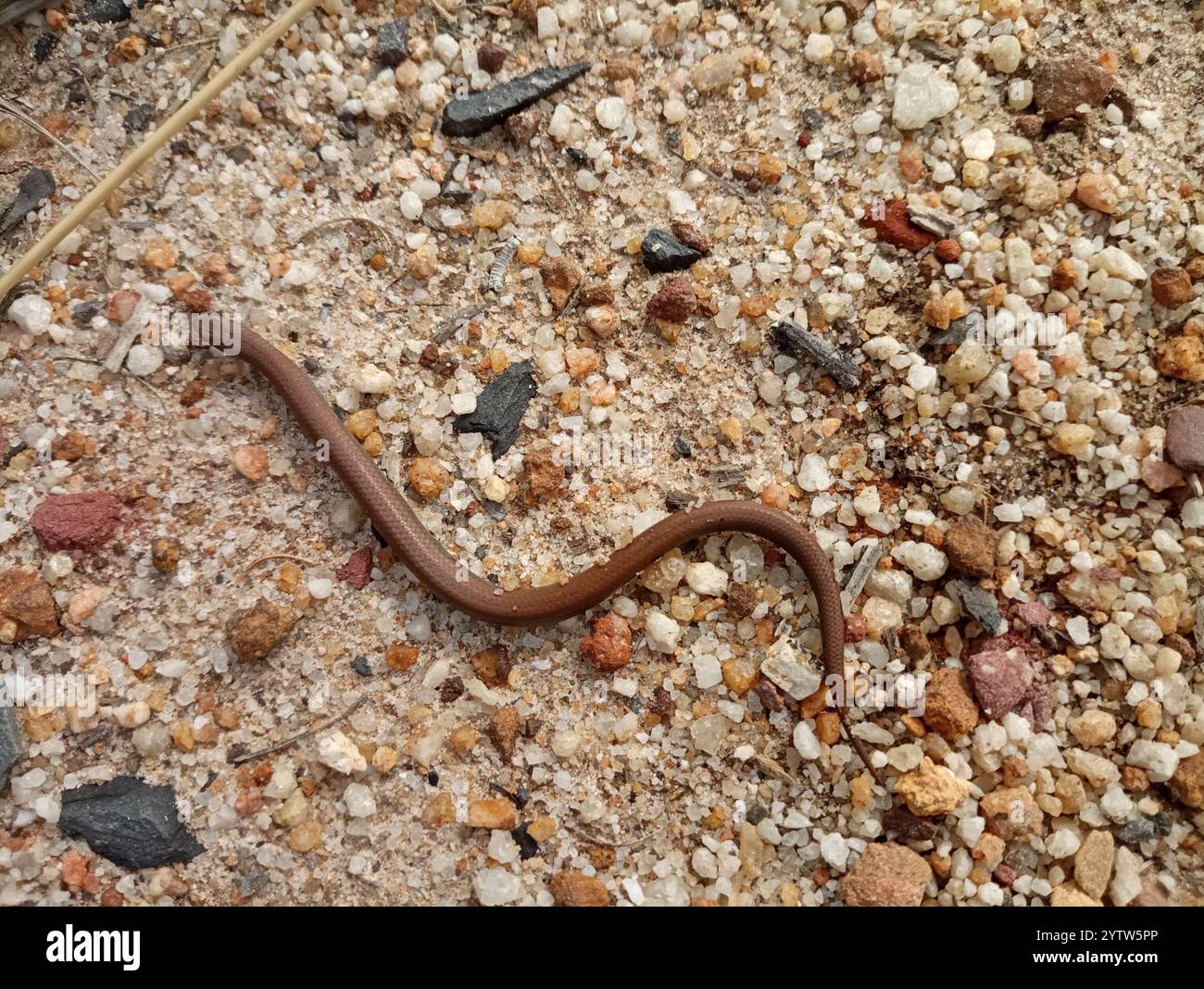 Common Slug-eater (Duberria lutrix Stock Photo - Alamy