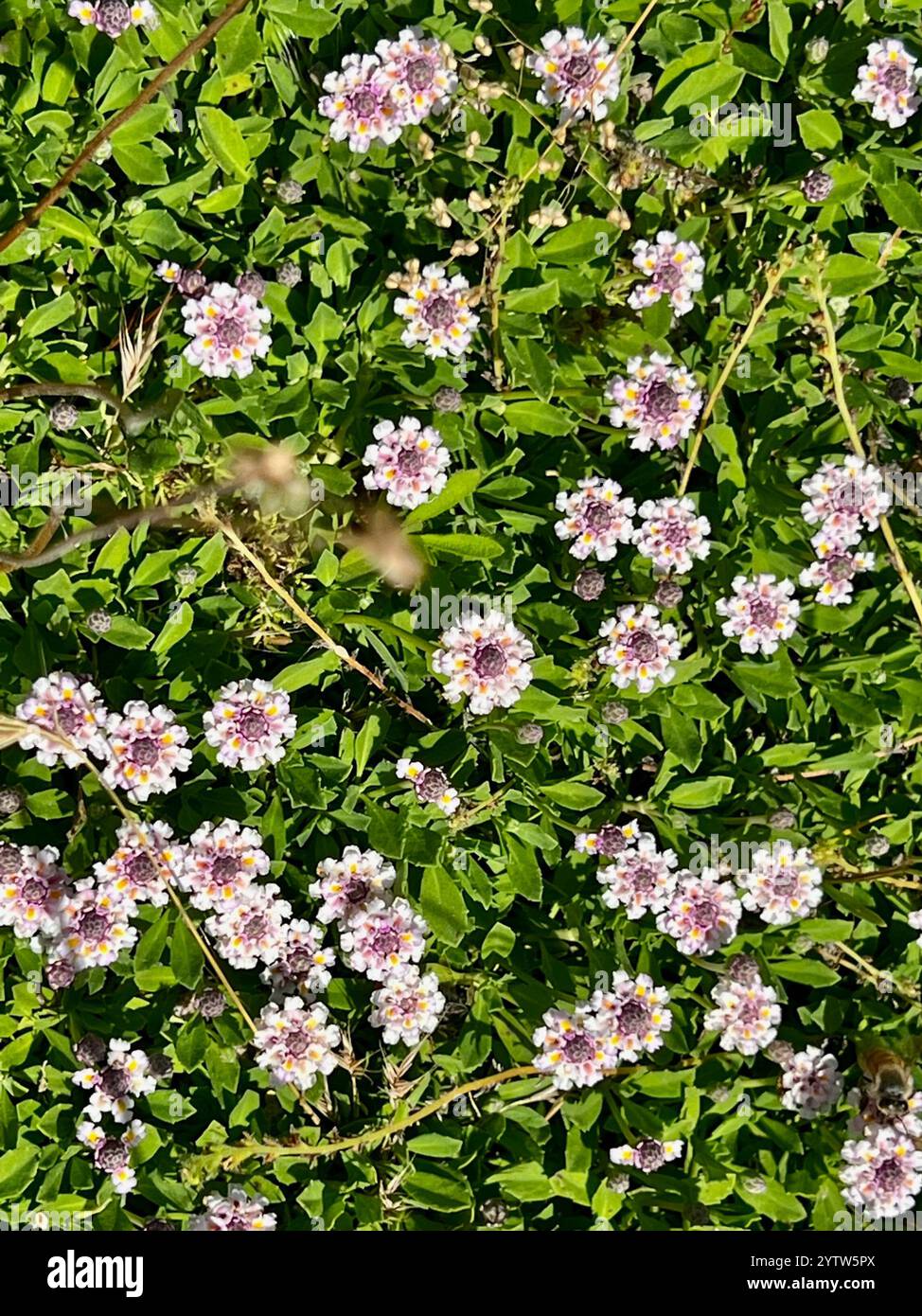 turkey tangle frogfruit (Phyla nodiflora Stock Photo - Alamy