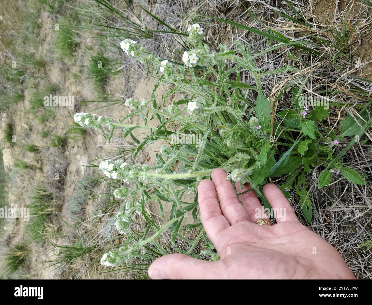 Cockscomb Oreocarya (Oreocarya glomerata Stock Photo - Alamy